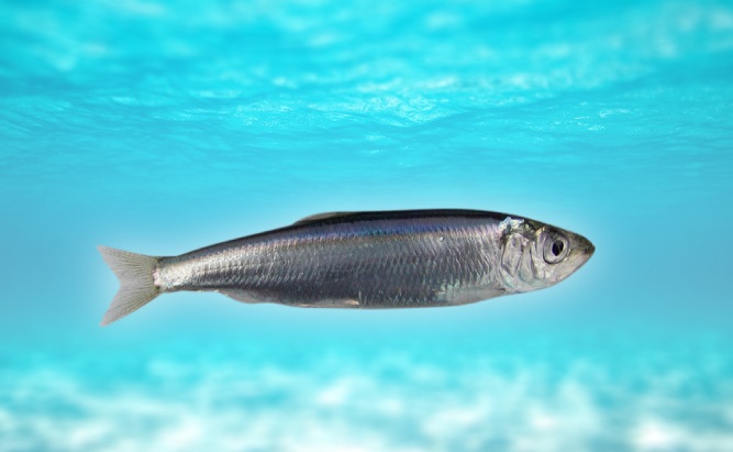 Haringa: koristi i šteta, sadržaj kalorija, svojstva, način rezanja i kuhanja